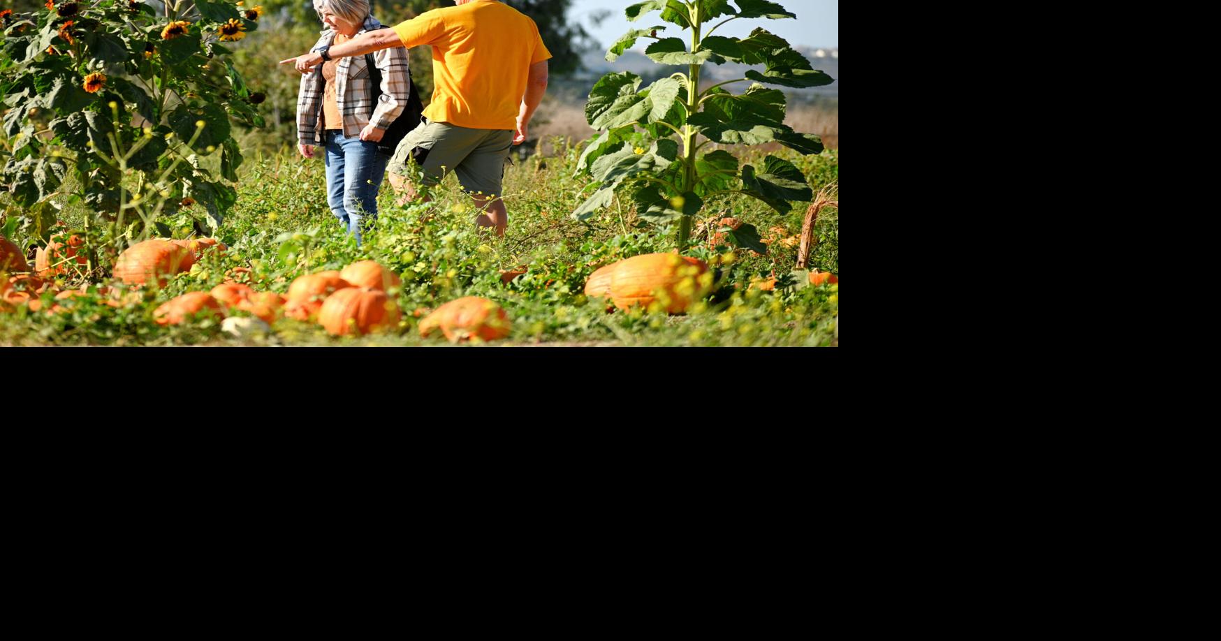 Zellers Farm opens pumpkin patch with family-friendly activities in ...