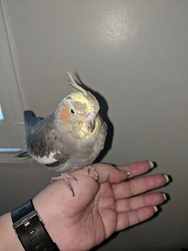'Jail bird': Sheriff's Office seeking owners of cockatiel that ended up ...