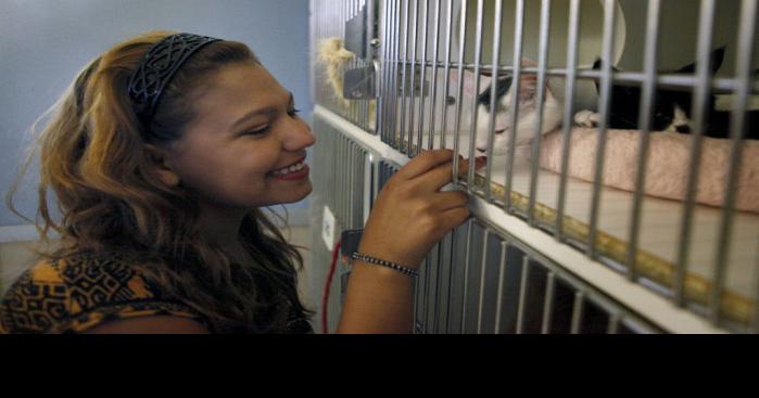 Cats free to good homes in 3rd-annual Certified Pre-Owned Cat Sale ...