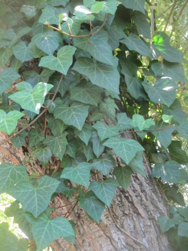 Vines are naturally very competitive | Tony Tomeo | Home & Garden ...