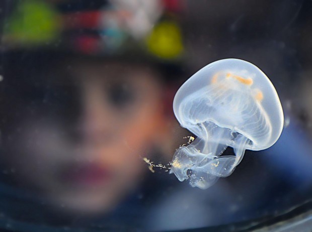 Kids learn about life under the sea | Education | lompocrecord.com