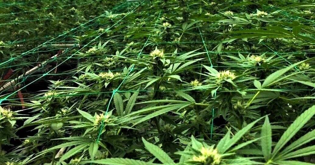 Why the Mexican cartels and China’s triads love legalized drugs | Andy ...