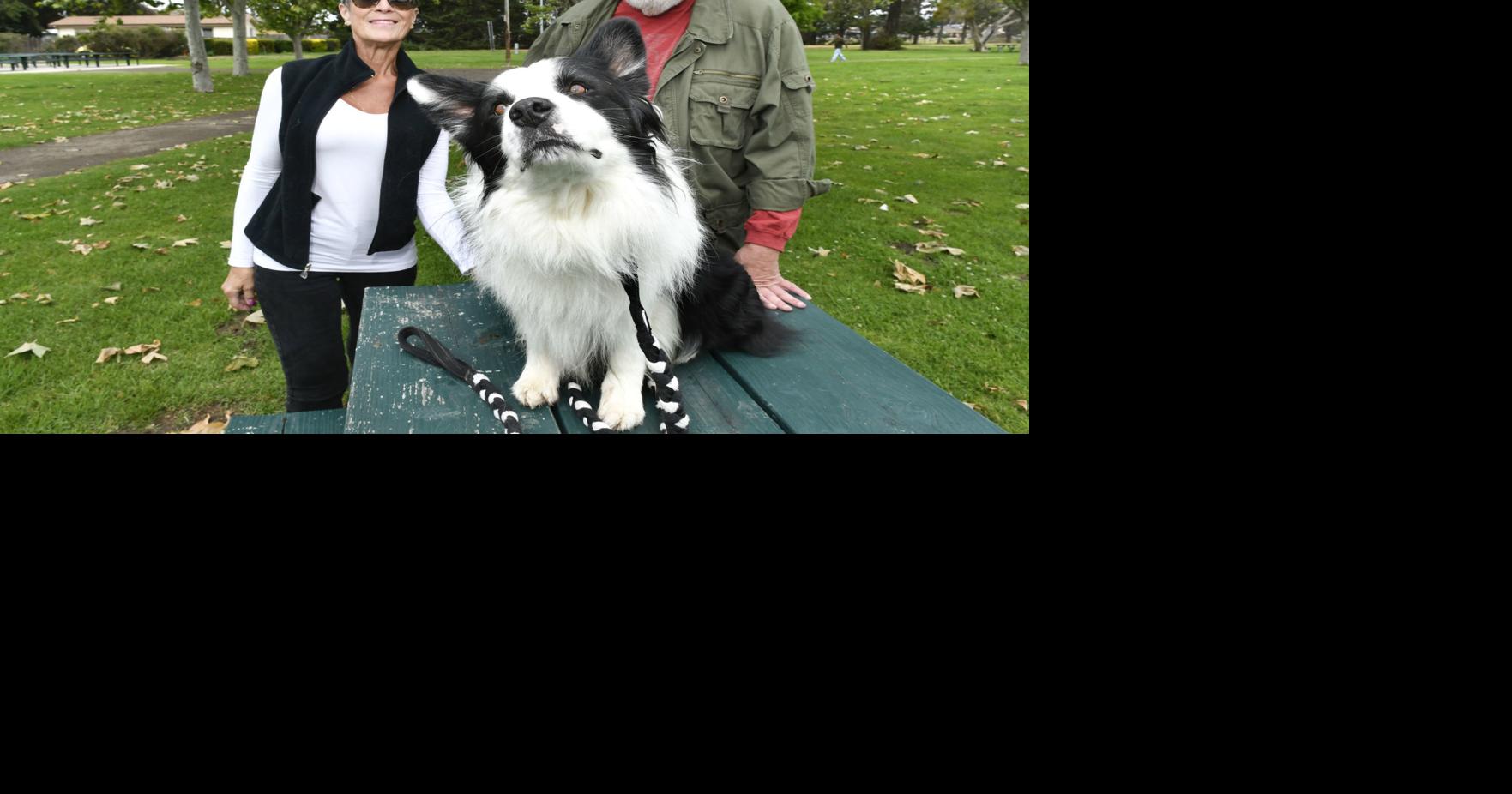 Back on track: Lompoc dog shows set to return to Ryon Park in July ...