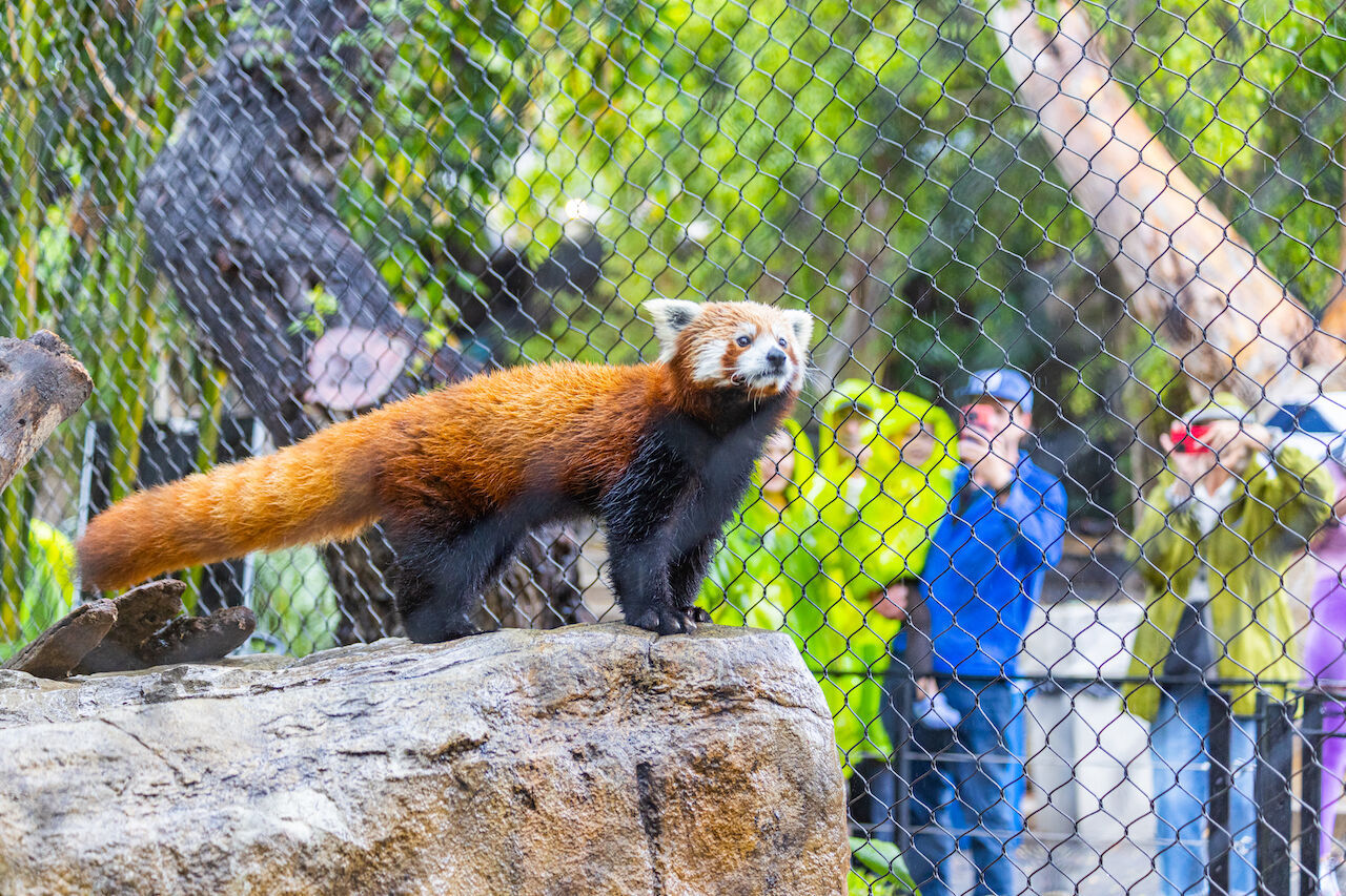 Red Panda Zoo Habitat