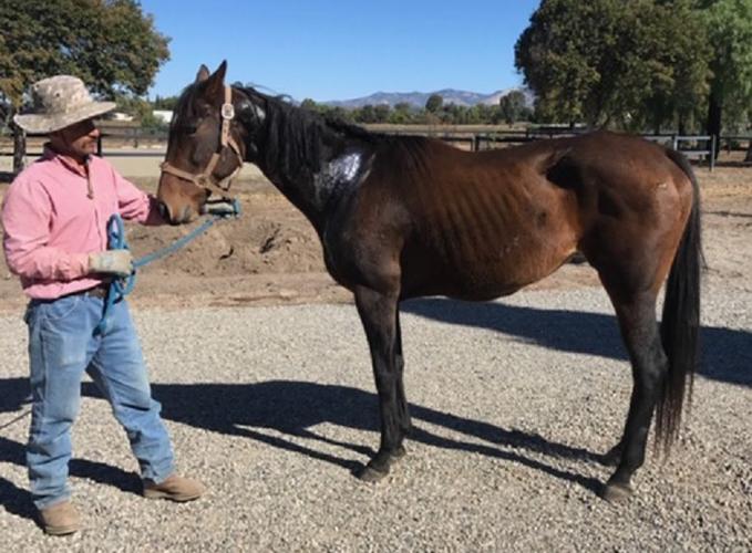 Horse owner who abandoned sick mare near Santa Maria comes forward ...