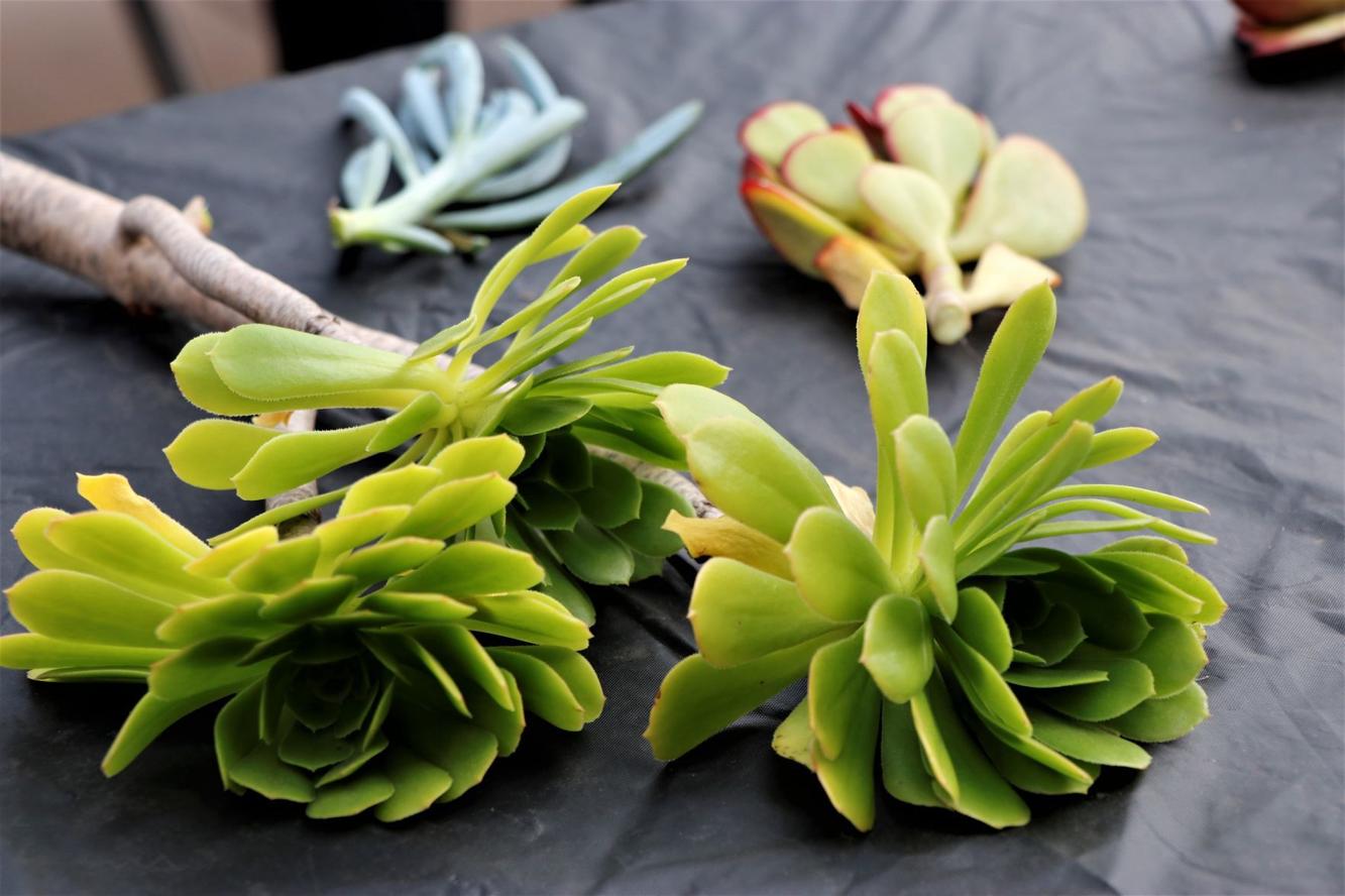 Photos: Succulent Saturday at the Santa Maria Public Library ...