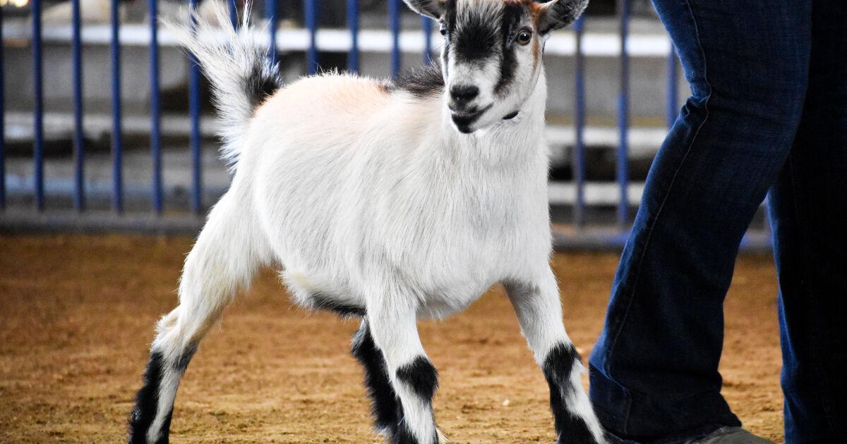A pygmy goat enters the showmanship copetition at the Santa Barbara ...