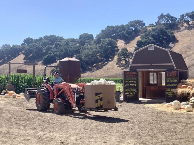 Solvang pumpkin patch introduces new gourd varieties: 'We Be Little ...