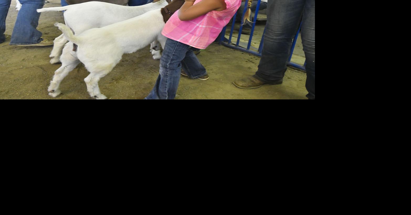 Pint-sized showmen take center stage during Pee Wee Showmanship | Local ...