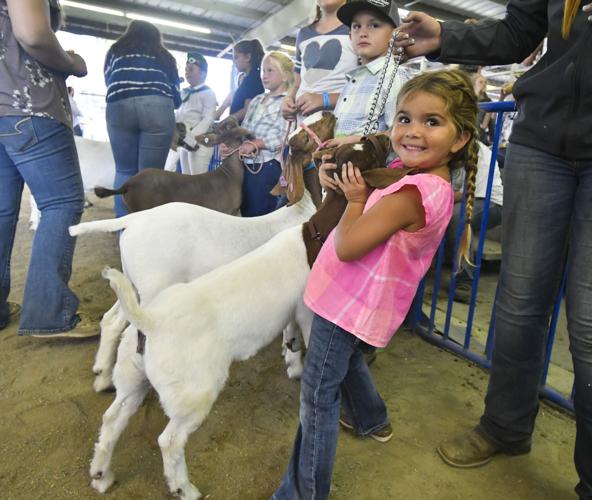 Pint-sized showmen take center stage during Pee Wee Showmanship | Local ...