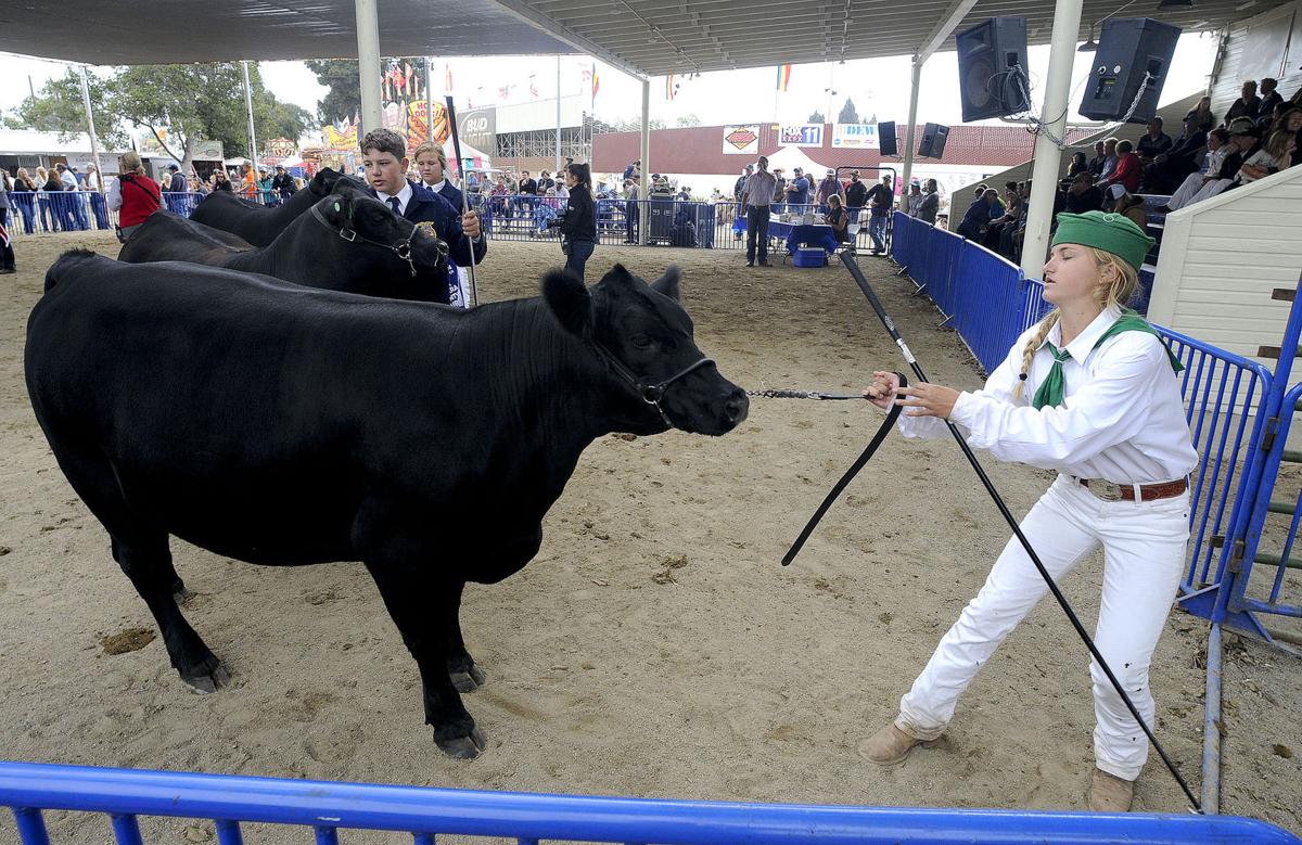 Cows having a cow at the County Fair | Local News | lompocrecord.com