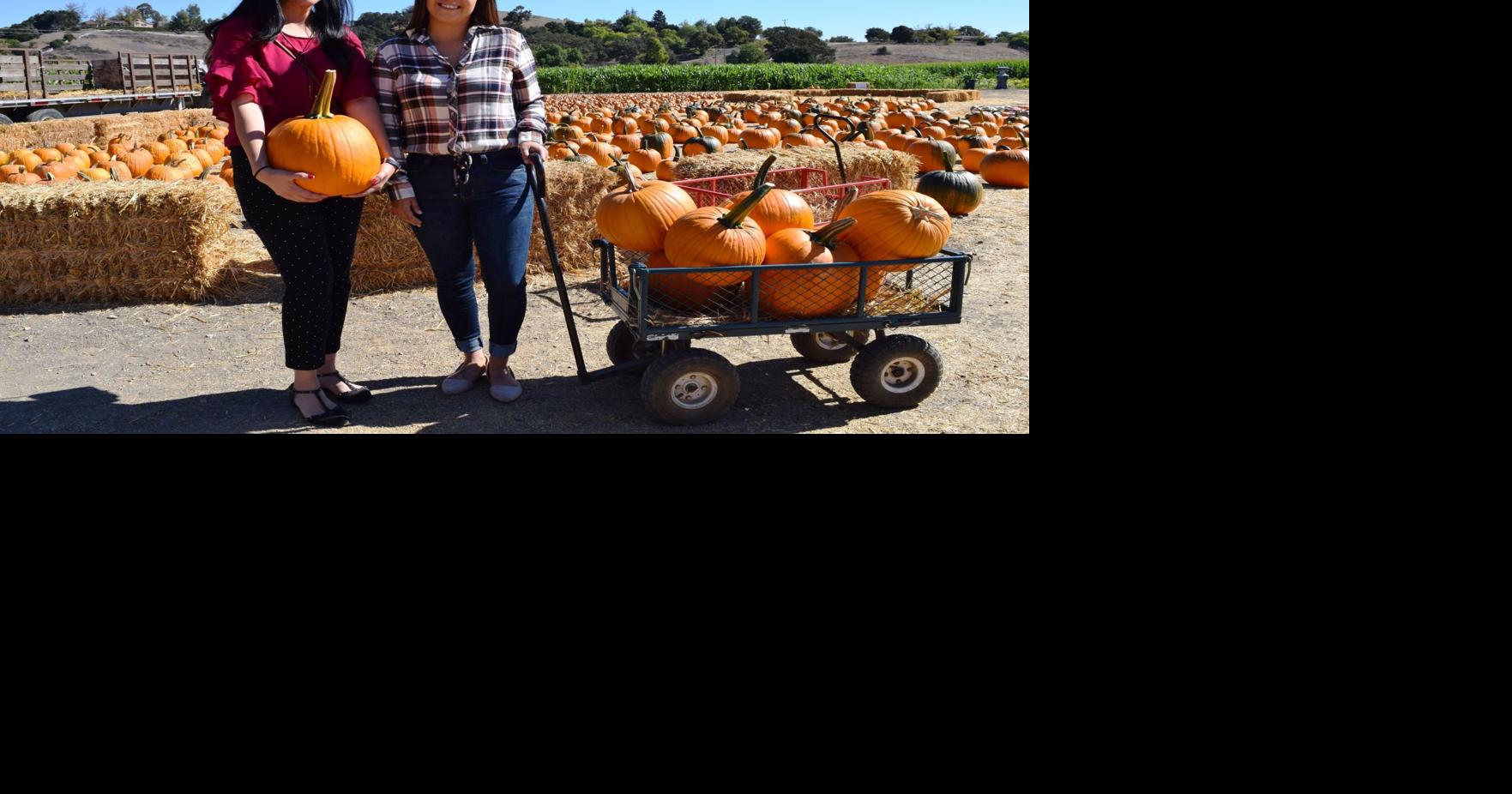 Fall time in full swing at Solvang Farmer Pumpkin Patch | Lifestyles ...