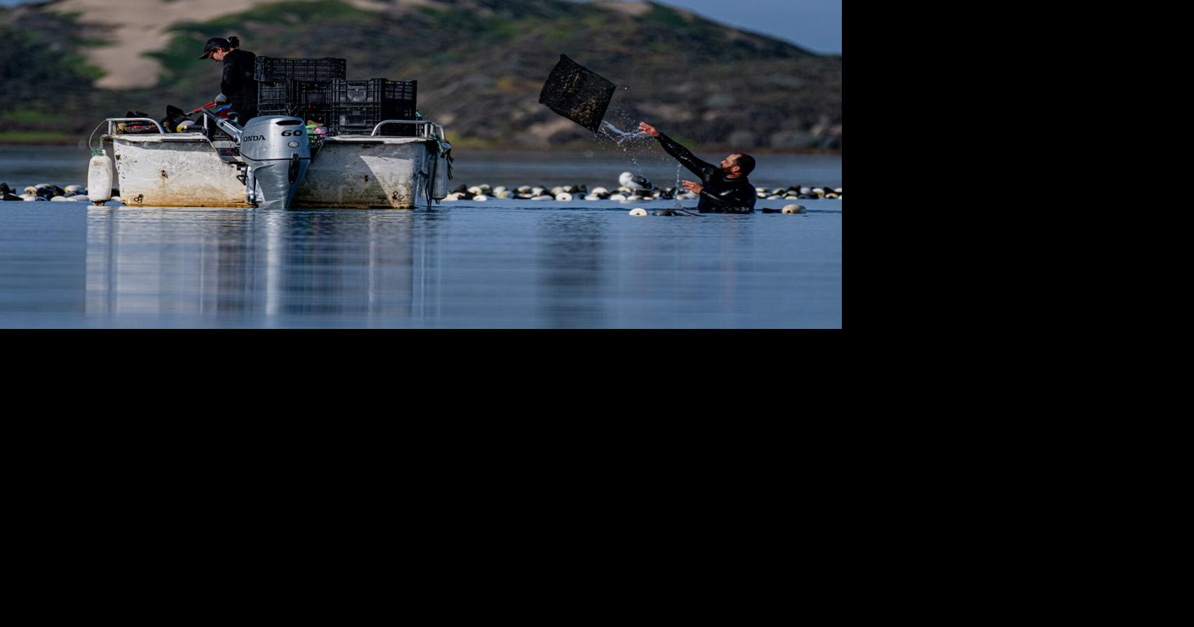 Breezy, partly cloudy, fog, frost on tap, possible light rain New Year ...