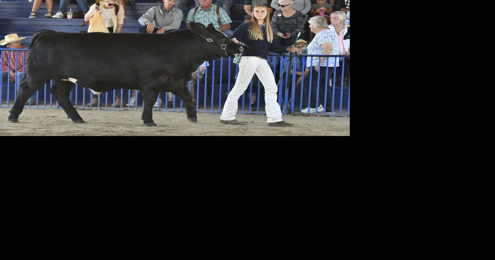 Photos: Animal judging drives toward top spots, fun | Local News ...