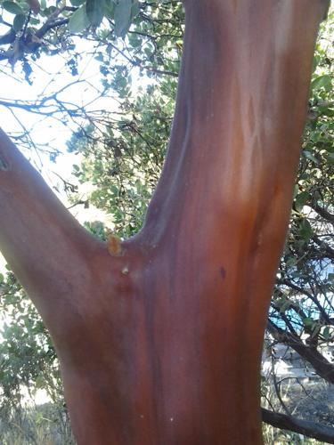 brown tree bark