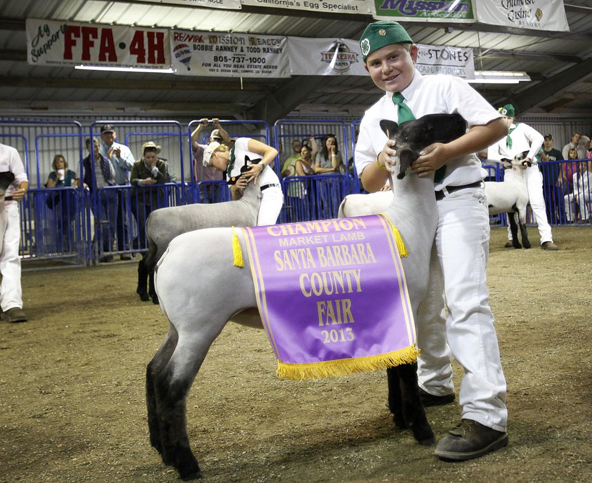 GALLERY: Santa Barbara County Fair livestock animals on show | Local ...