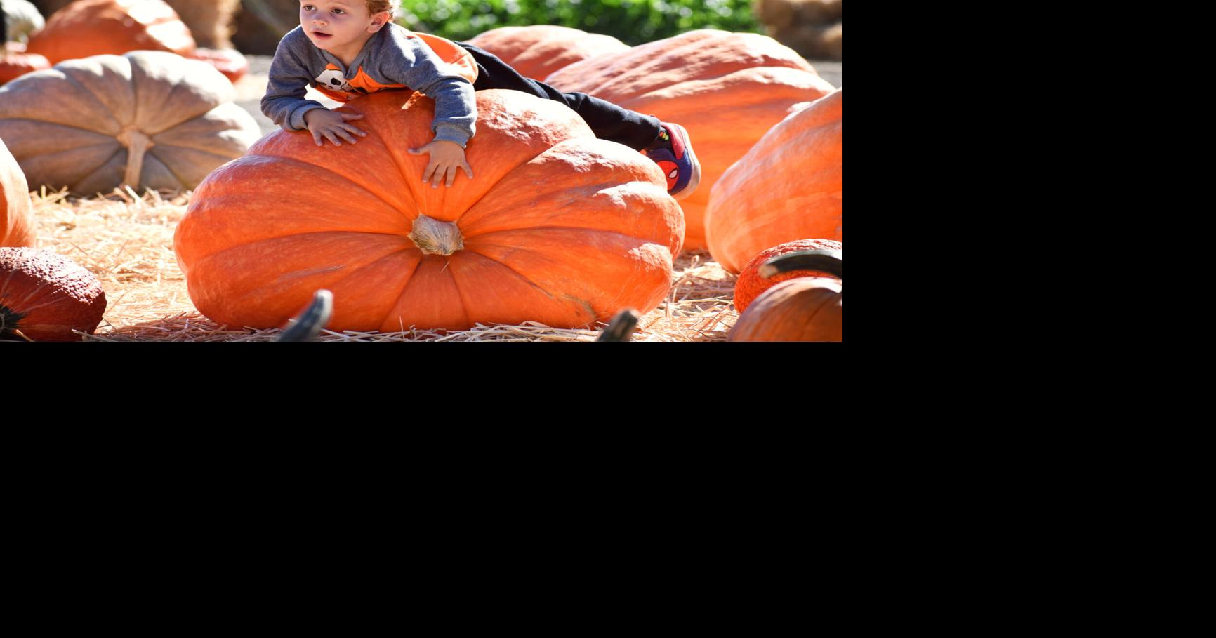 'A big family tradition': Solvang Farmer Pumpkin Patch crops up on ...