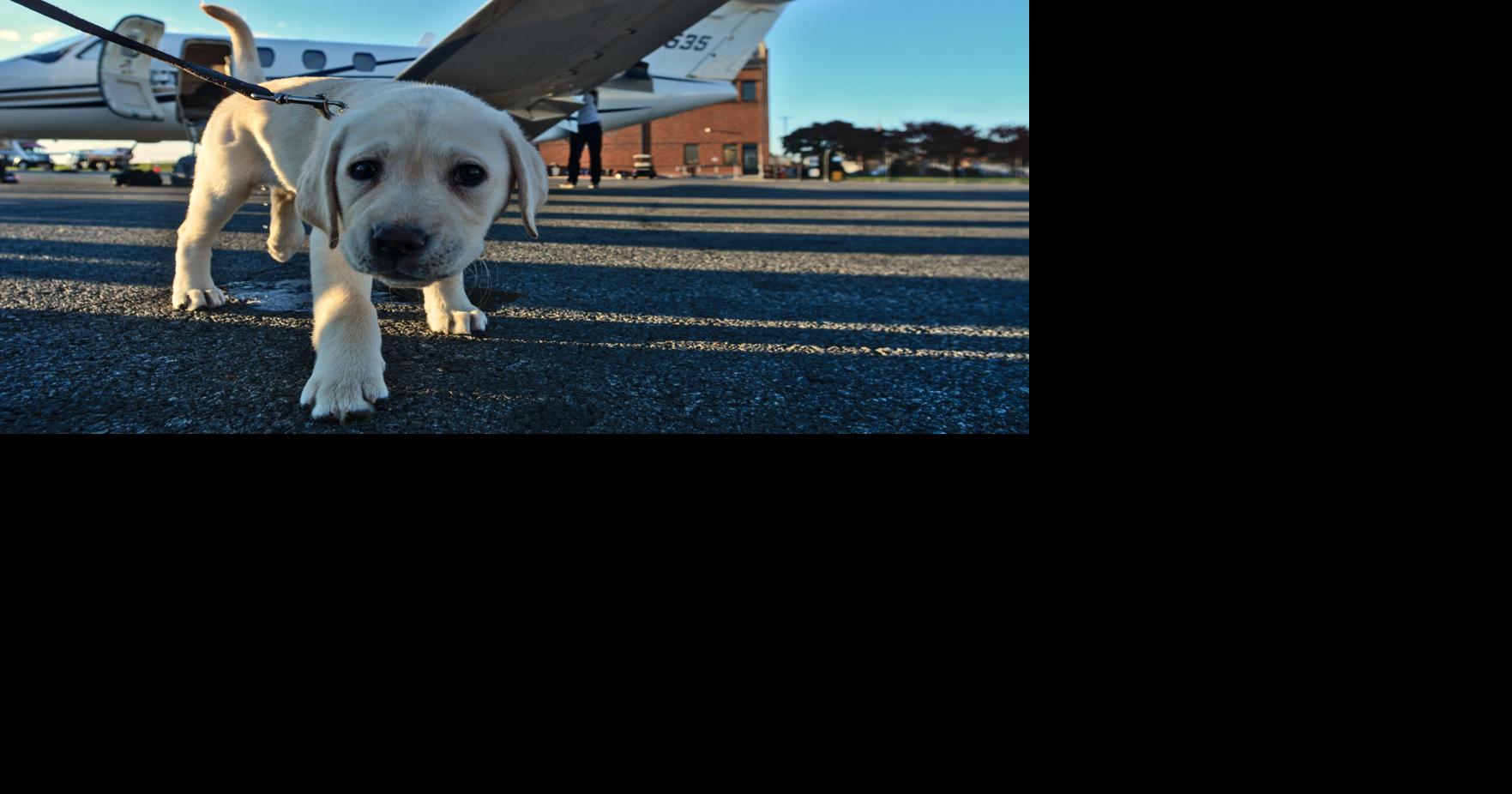 Future Canine Companions Service Dogs Land in Style at Leesburg Airport ...
