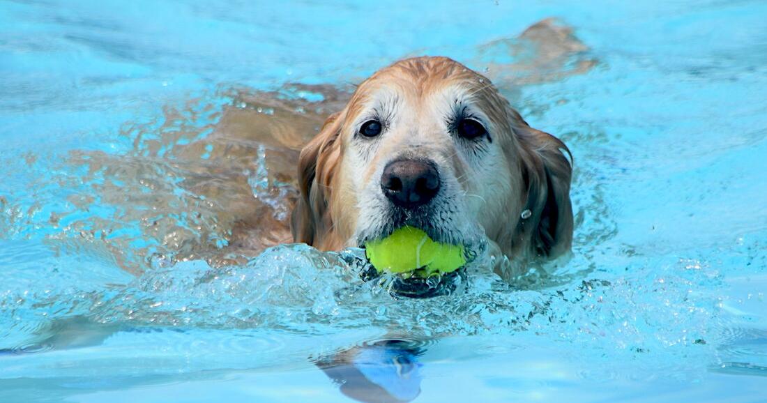 Photo Gallery: Dog Day at the Pool | Leesburg | loudounnow.com