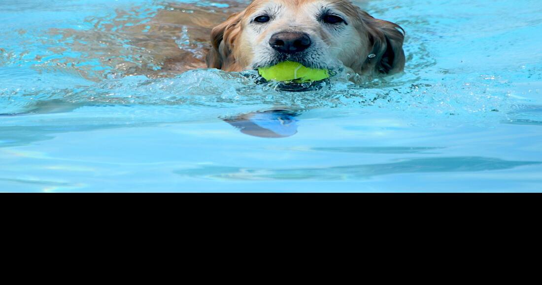 Photo Gallery: Dog Day at the Pool | Leesburg | loudounnow.com