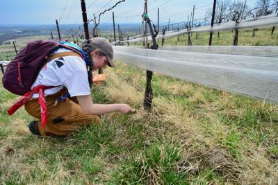 Scrape for the Grape Begins | News | loudounnow.com