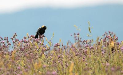 Farm Grassland Incentives Available in Loudoun | Business | loudounnow.com