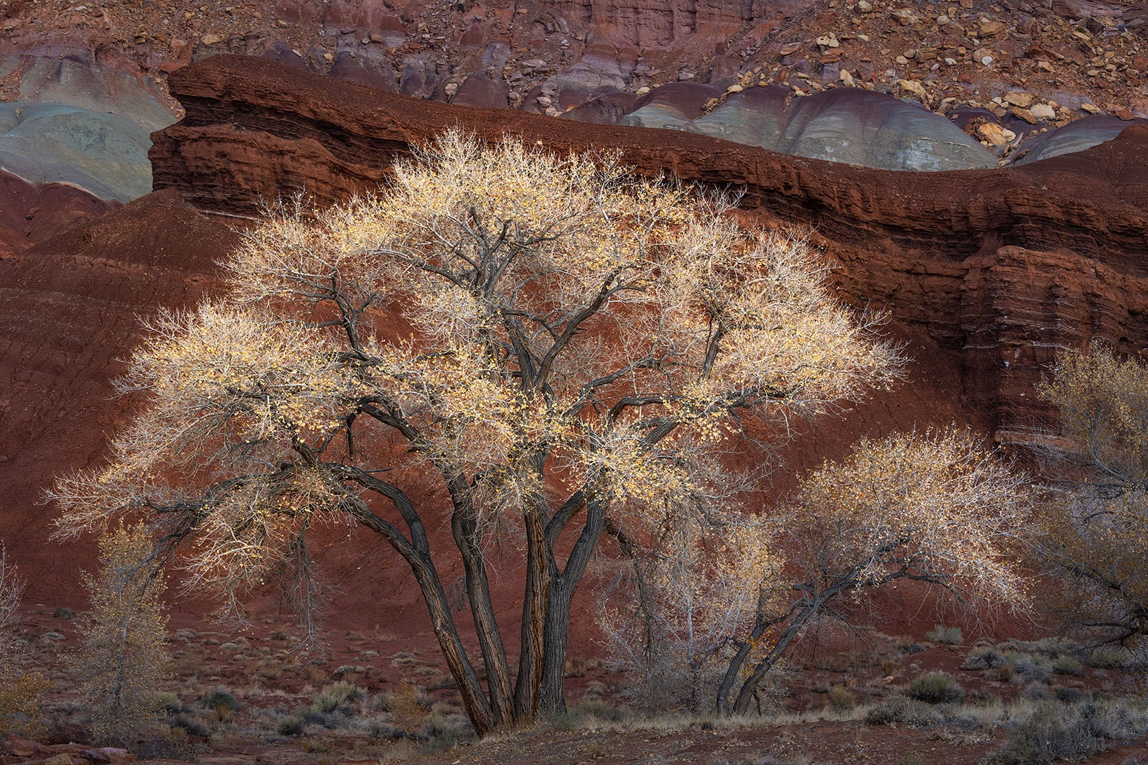 Zakharchenko Exhibit: A Portrait of a Tree | Get Out Loudoun ...