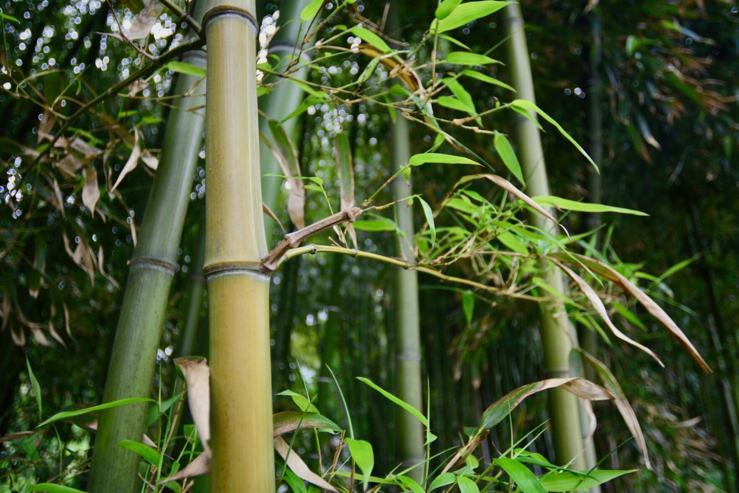 Supervisors Approve Ordinance to Curb Bamboo Spread | News | loudounnow.com