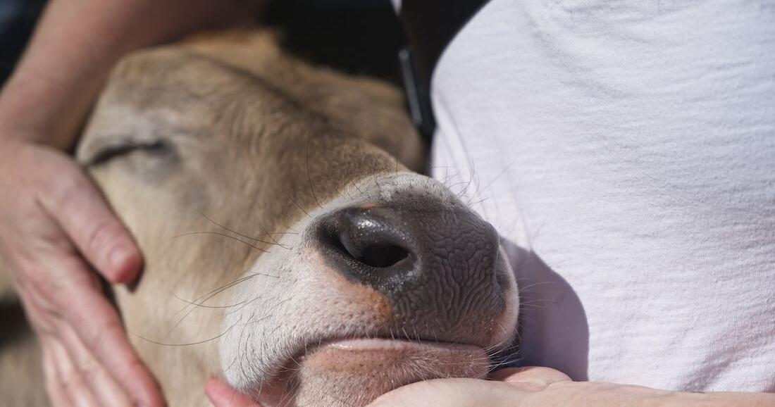 Photo Gallery: Fall Farm Tour at Brookfield Dairy Farm | Get Out ...