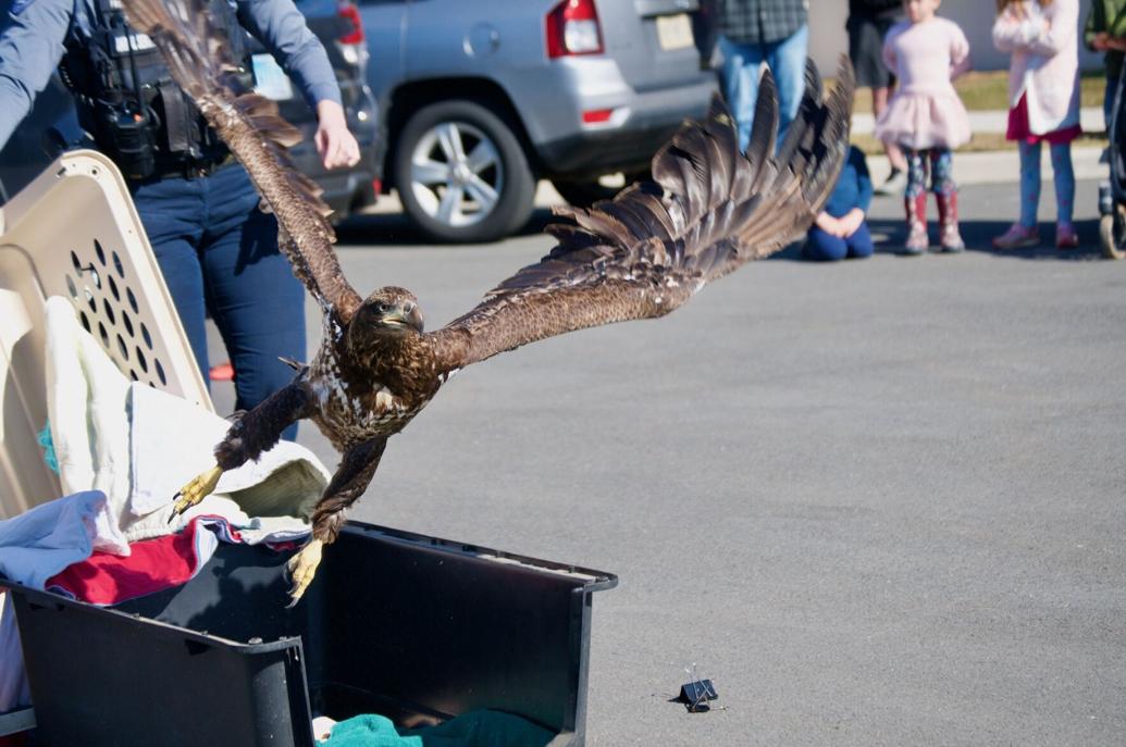 Blue Ridge Wildlife Center Releases Bald Eagle into Wild | Giving Back ...