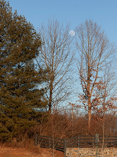 Hidden Treasure: Loudoun’s Moon Tree | News | loudounnow.com