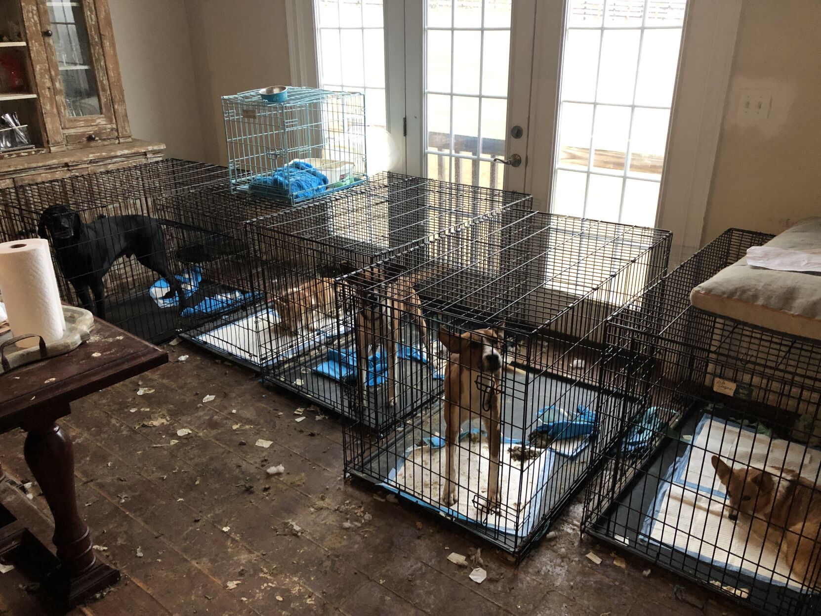 3 Rescue Operators Sentenced in Animal Cruelty Case | News | loudounnow.com