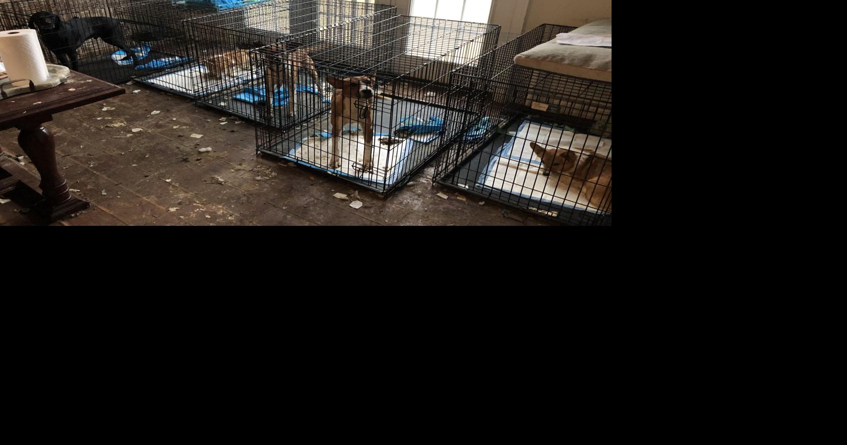 3 Plead Guilty in Animal Cruelty Case | News | loudounnow.com