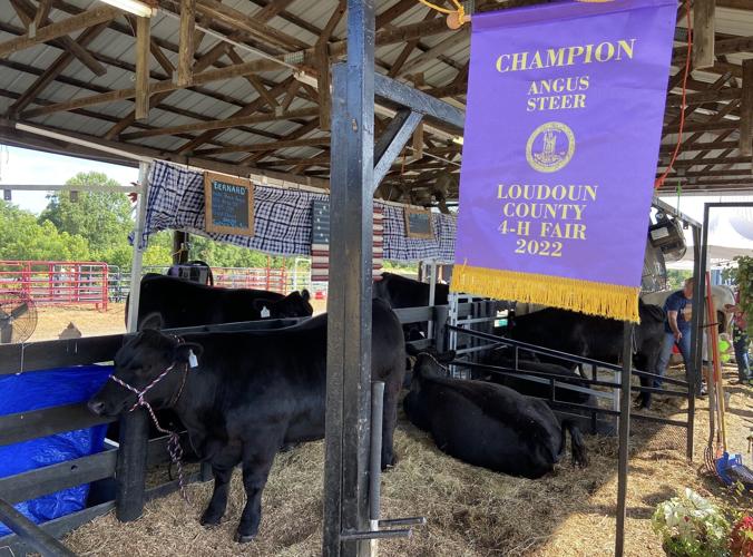 Photo Gallery: Loudoun County Fair 2022 | Multimedia | loudounnow.com
