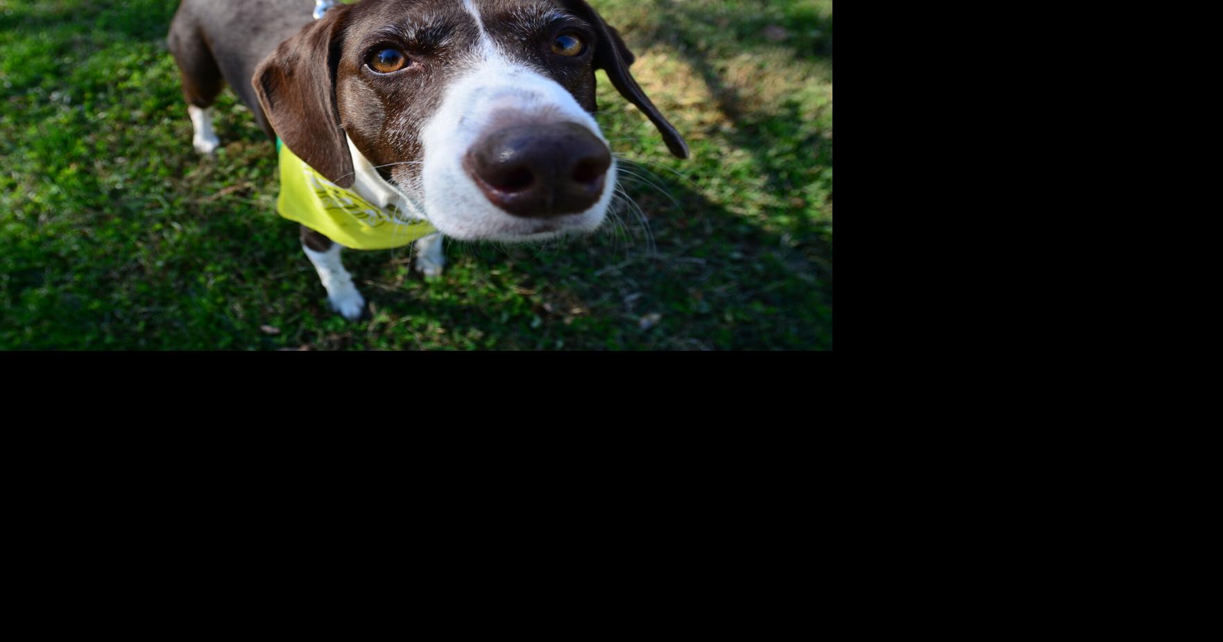 Banshee Reeks Hosts ‘Puppies and Pumpkins’ | Get Out Loudoun ...