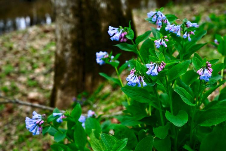 Loudoun Now's Nature Moment: Spring's Arrival | Nature Moment ...