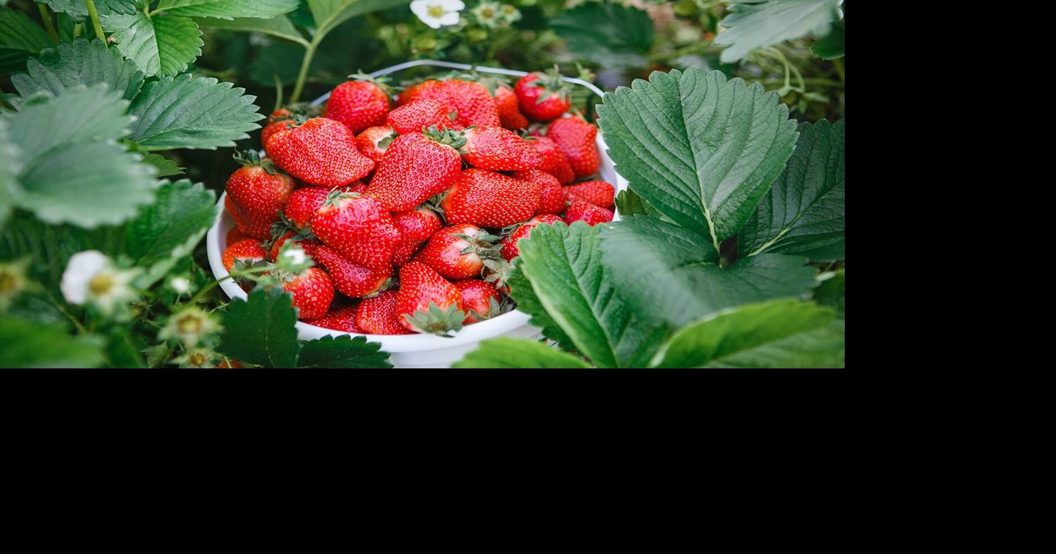 Celebrating Strawberry Season at Wegmeyer Farms | Get Out Loudoun ...