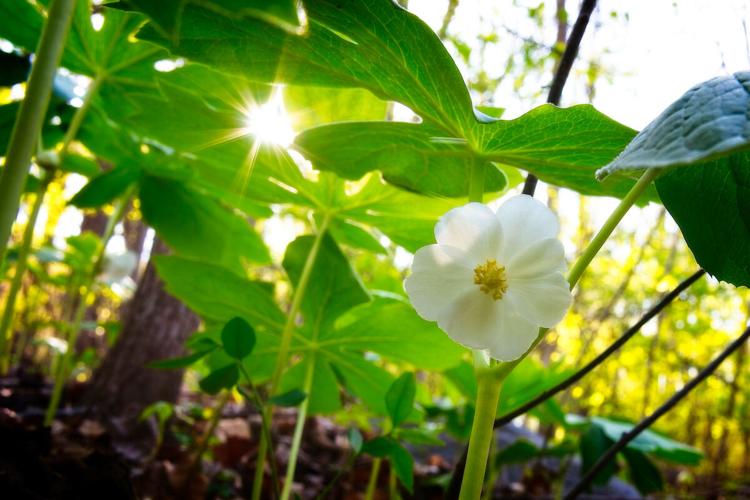 Nature Moment: Spring's Arrival | | loudounnow.com
