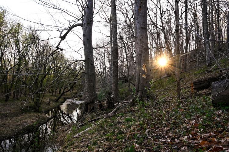 Loudoun Now's Nature Moment: Spring's Arrival | Nature Moment ...
