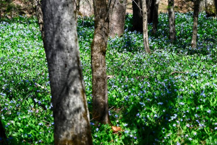 Loudoun Now's Nature Moment: Spring's Arrival | Nature Moment ...