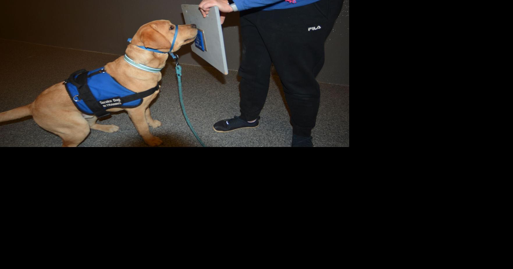 Heeling House Service-Dogs-In-Training | | loudounnow.com