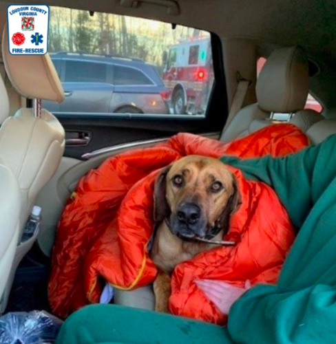Loudoun Fire-Rescue Pulls Dog from Icy Reservoir | News | loudounnow.com