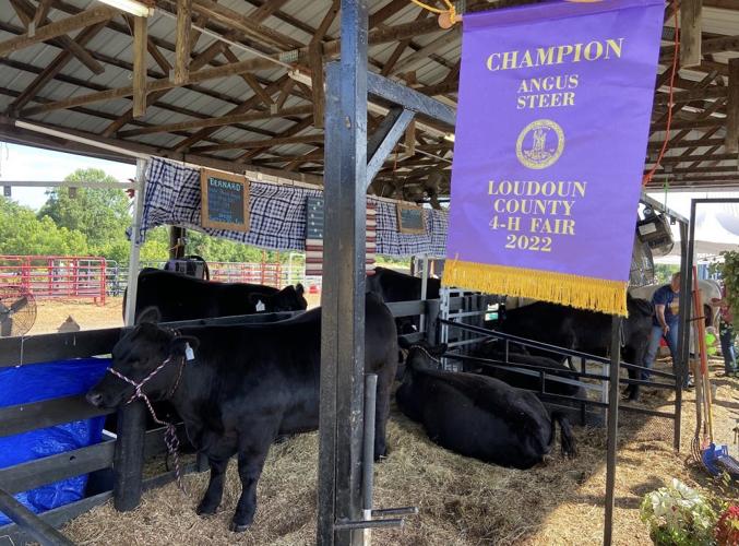 Photo Gallery: Loudoun County Fair | Archives | loudounnow.com