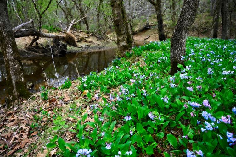 Loudoun Now's Nature Moment: Spring's Arrival | Nature Moment ...