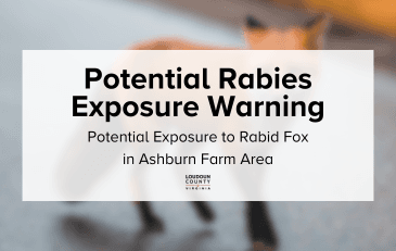 Potential Rabid Fox Exposures Reported in Ashburn Farm | News ...