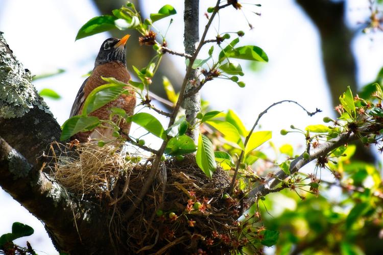 Nature Moment: Spring's Arrival | | loudounnow.com