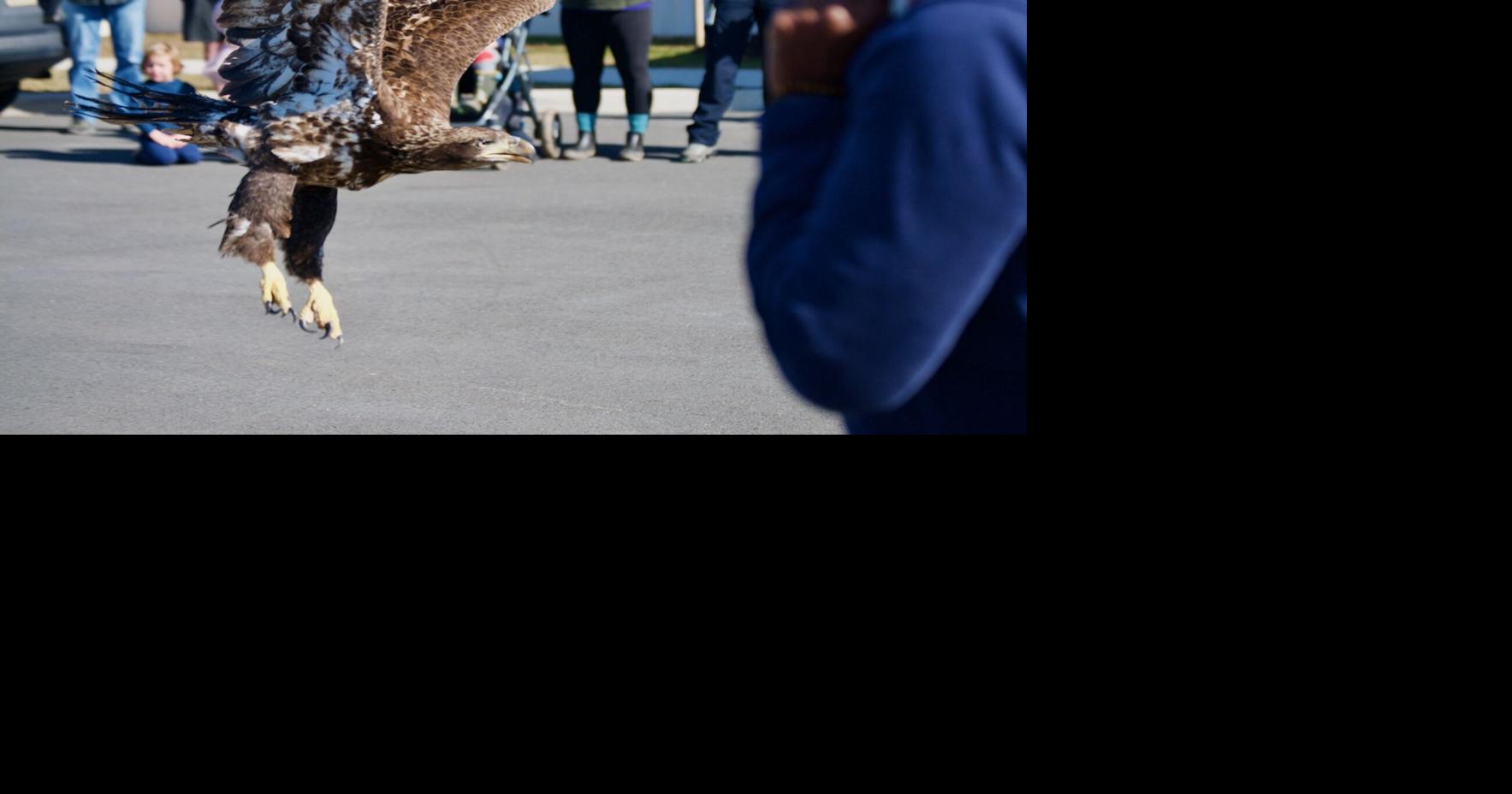 Bald Eagle release | | loudounnow.com