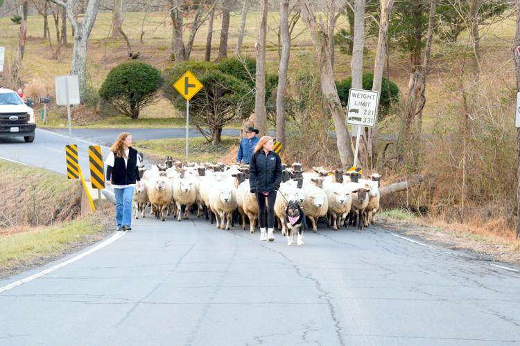 Photo Gallery: Cochran Family Sheep Drive | Multimedia | loudounnow.com
