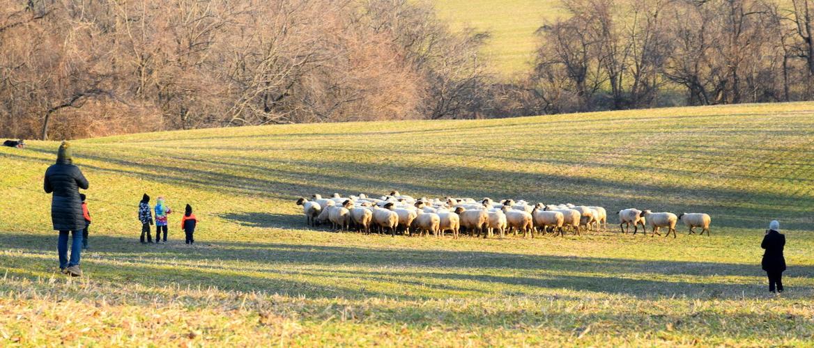 Photo Gallery: Cochran Family Sheep Drive | Multimedia | loudounnow.com