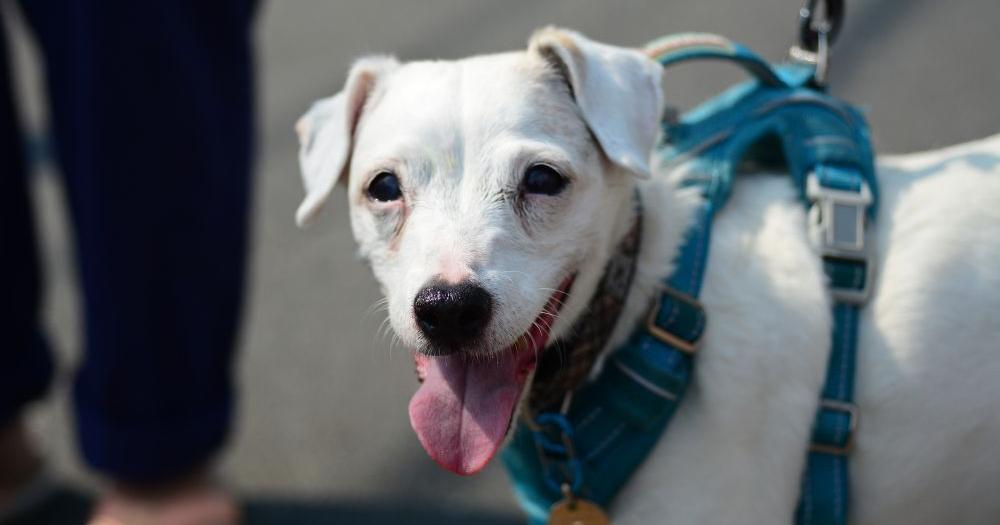 Middleburg Toasts Oktoberfest | News | loudounnow.com